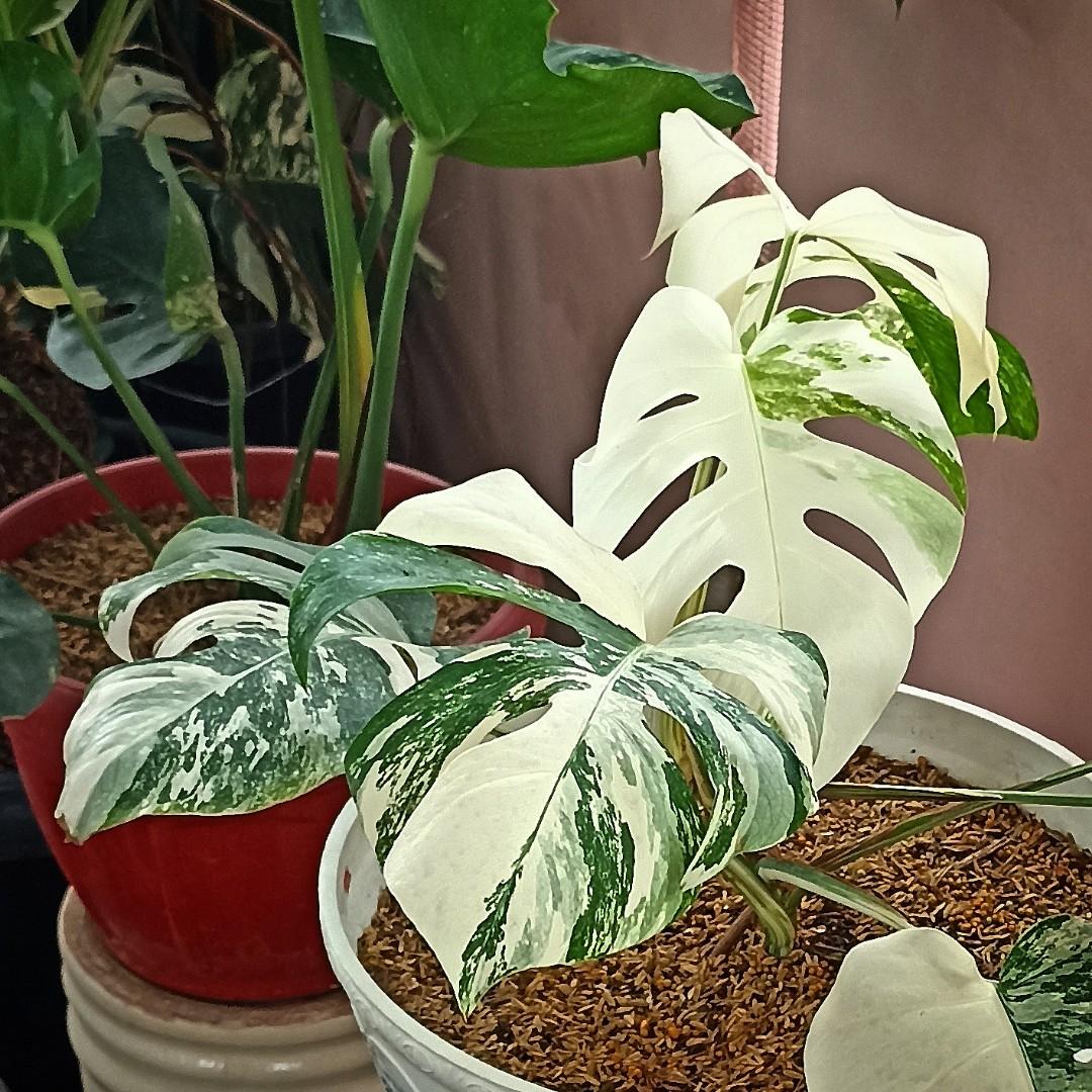 Monstera King Albo Variegata, Perkebunan di Carousell