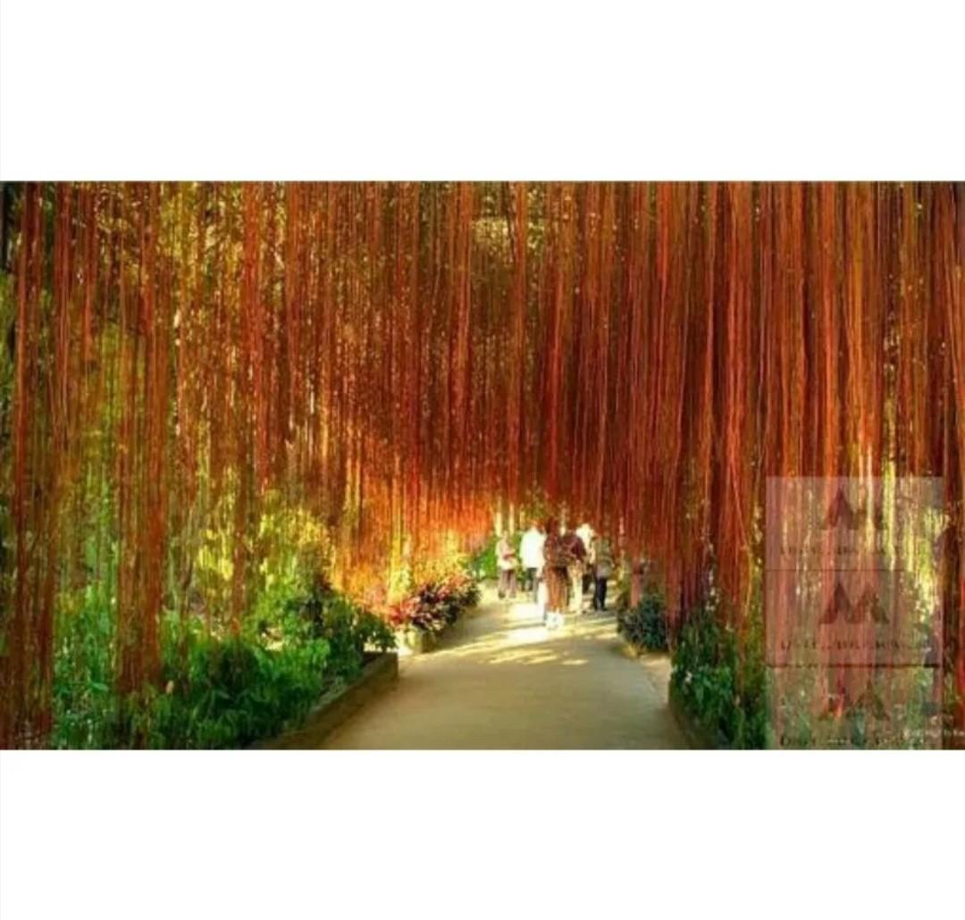 Princess vine (Cissus sicyoides) CURTAIN IVY Live Plant, Furniture ...