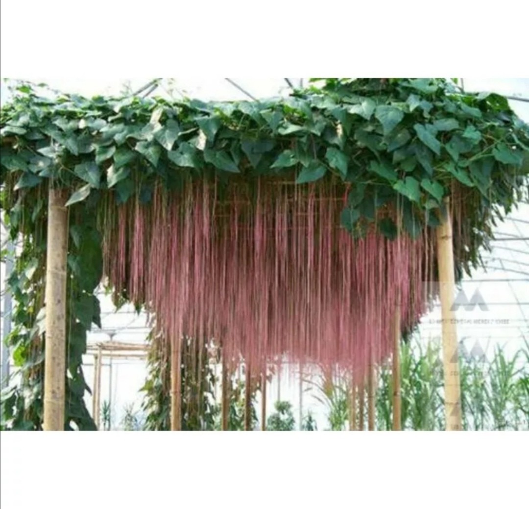 Princess vine (Cissus sicyoides) CURTAIN IVY Live Plant, Furniture ...