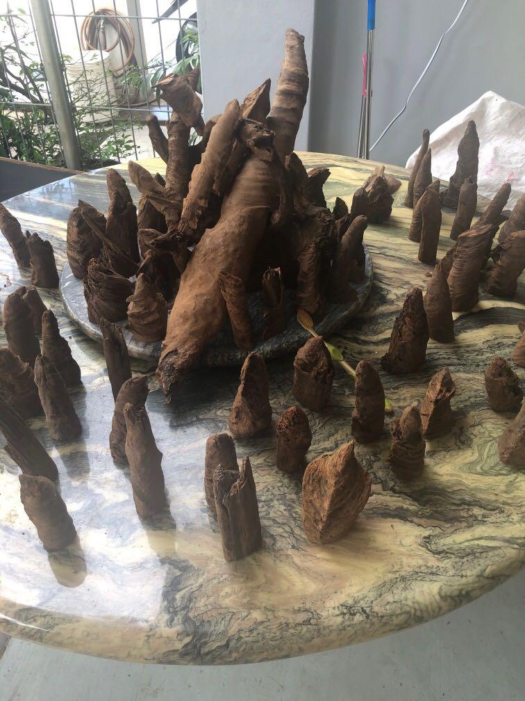 Raja kayu 帝王木 king of wood, Hobbies & Toys, Collectibles & Memorabilia ...