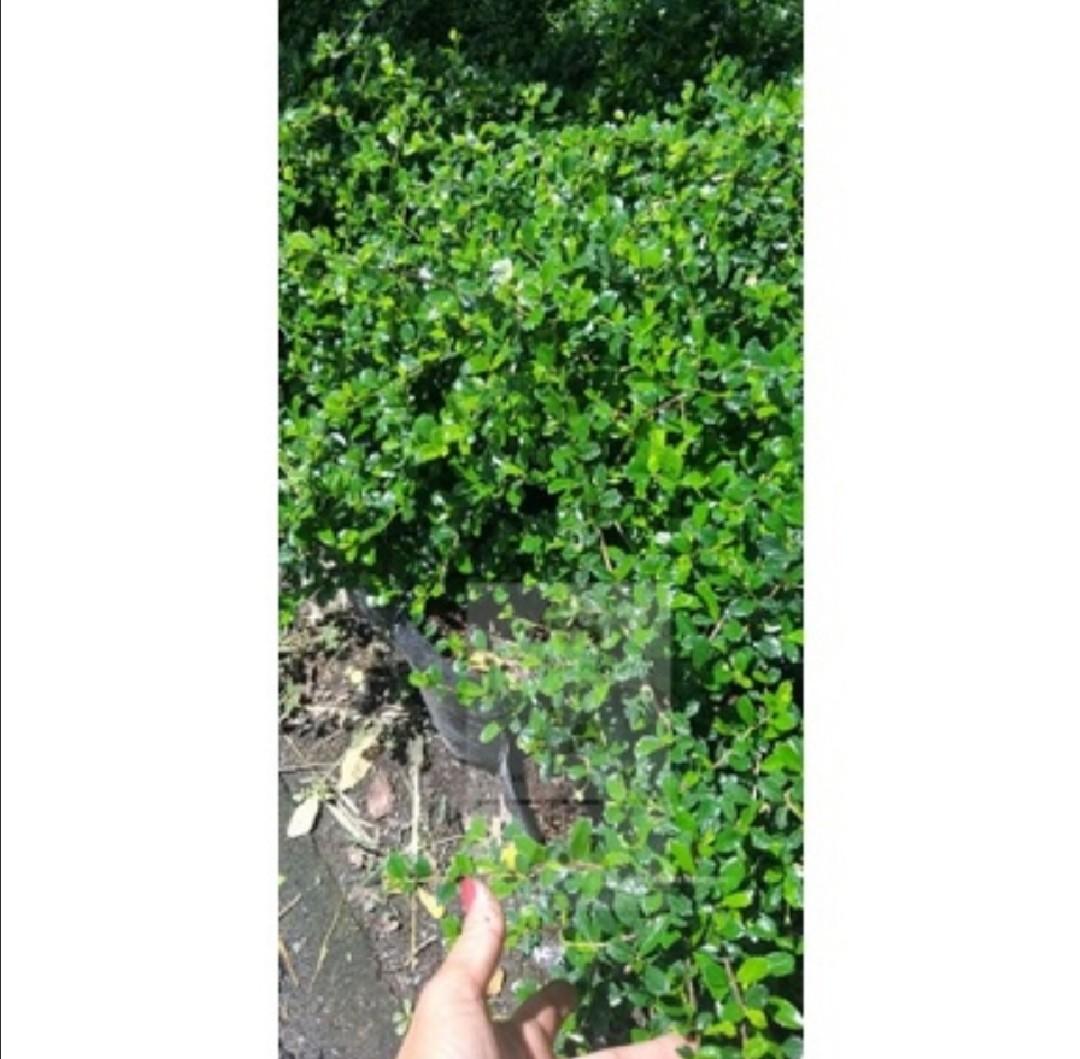 Scorpion Bush/ Tsaang Gubat Garden Landscape Outdoor Plant, Furniture ...