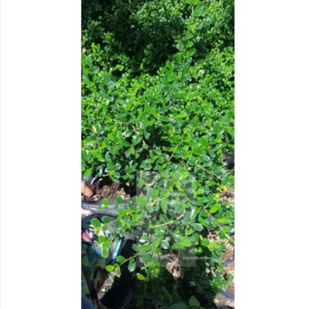 Scorpion Bush/ Tsaang Gubat Garden Landscape Outdoor Plant, Furniture ...