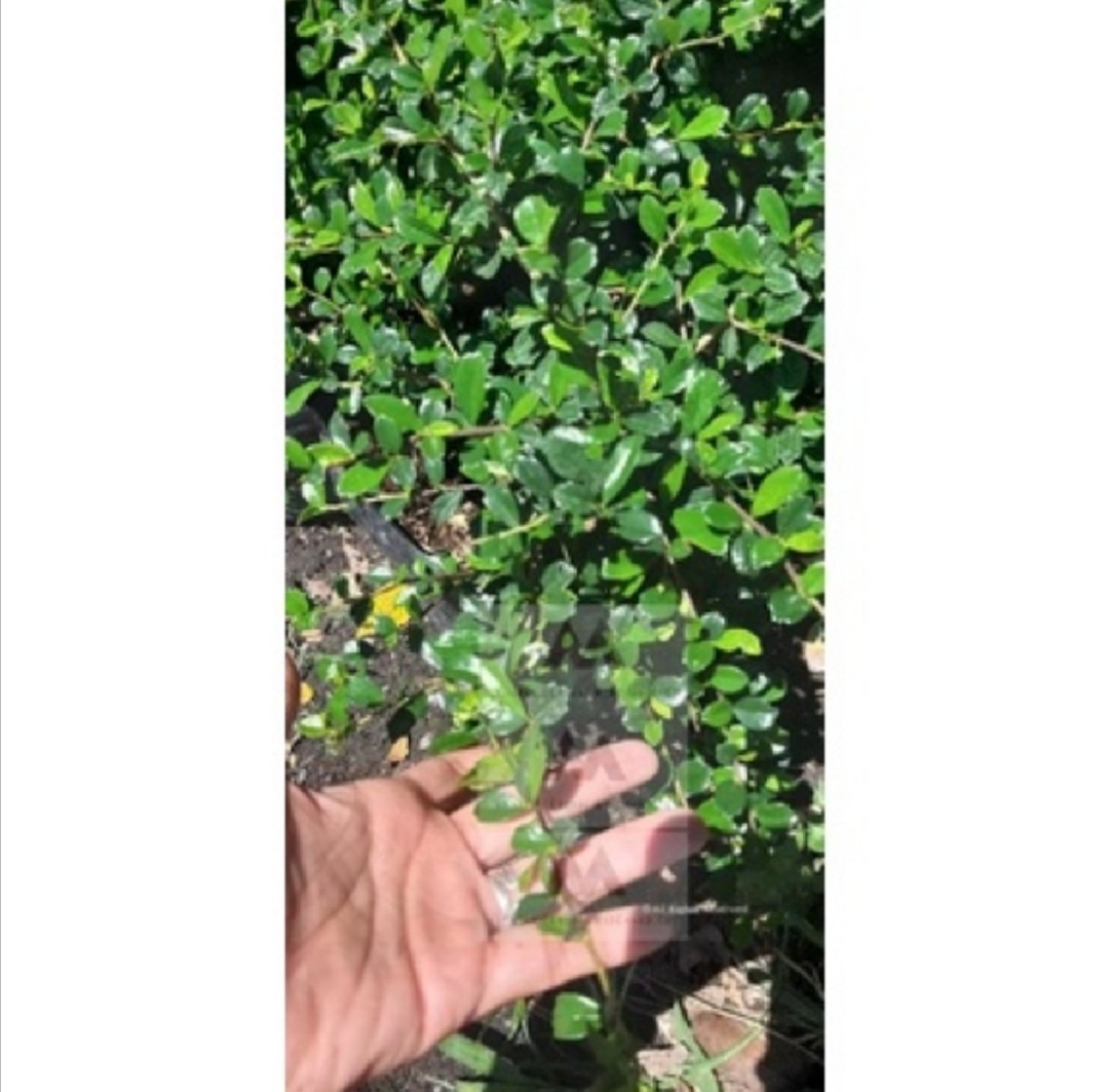 Scorpion Bush/ Tsaang Gubat Garden Landscape Outdoor Plant, Furniture ...