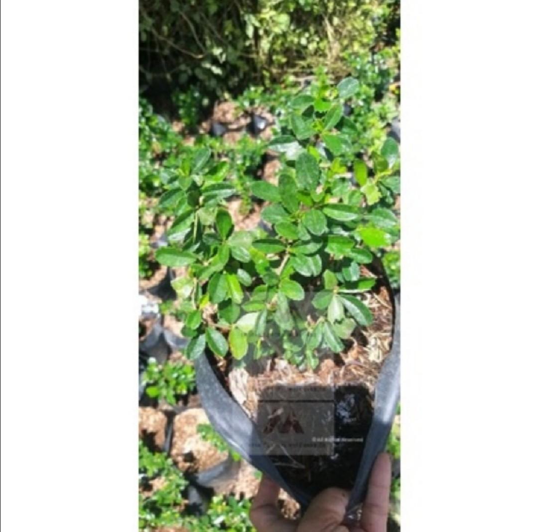 Scorpion Bush/ Tsaang Gubat Garden Landscape Outdoor Plant, Furniture ...