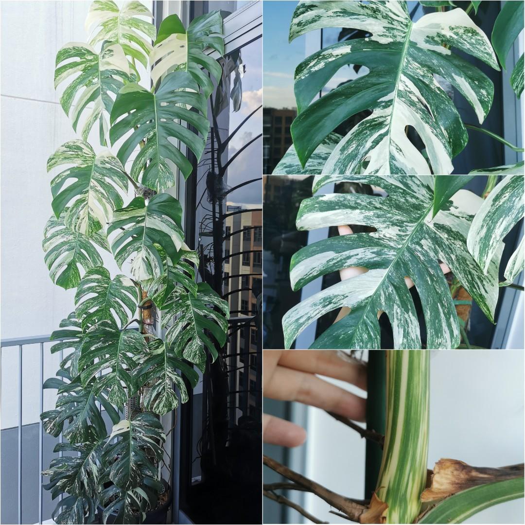 Tallest monstera Borsigiana albo plant in Singapore 2.6m, Furniture ...