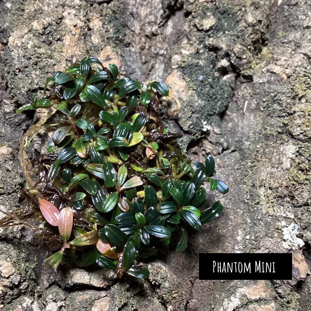 Wild Form Bucephalandra Clumps, Furniture & Home Living, Gardening ...