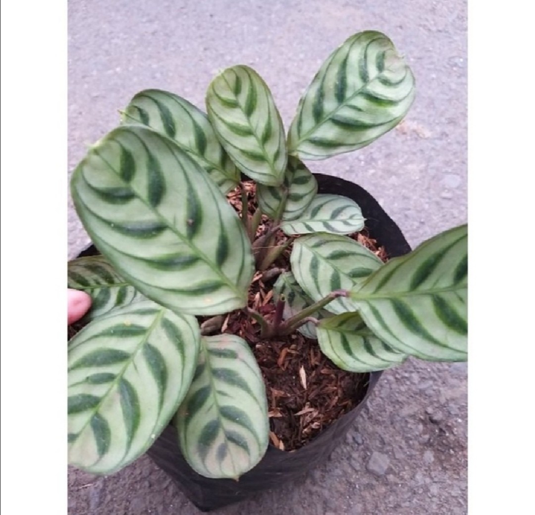 Calathea Fishbone Prayer Plant, Furniture & Home Living, Gardening ...