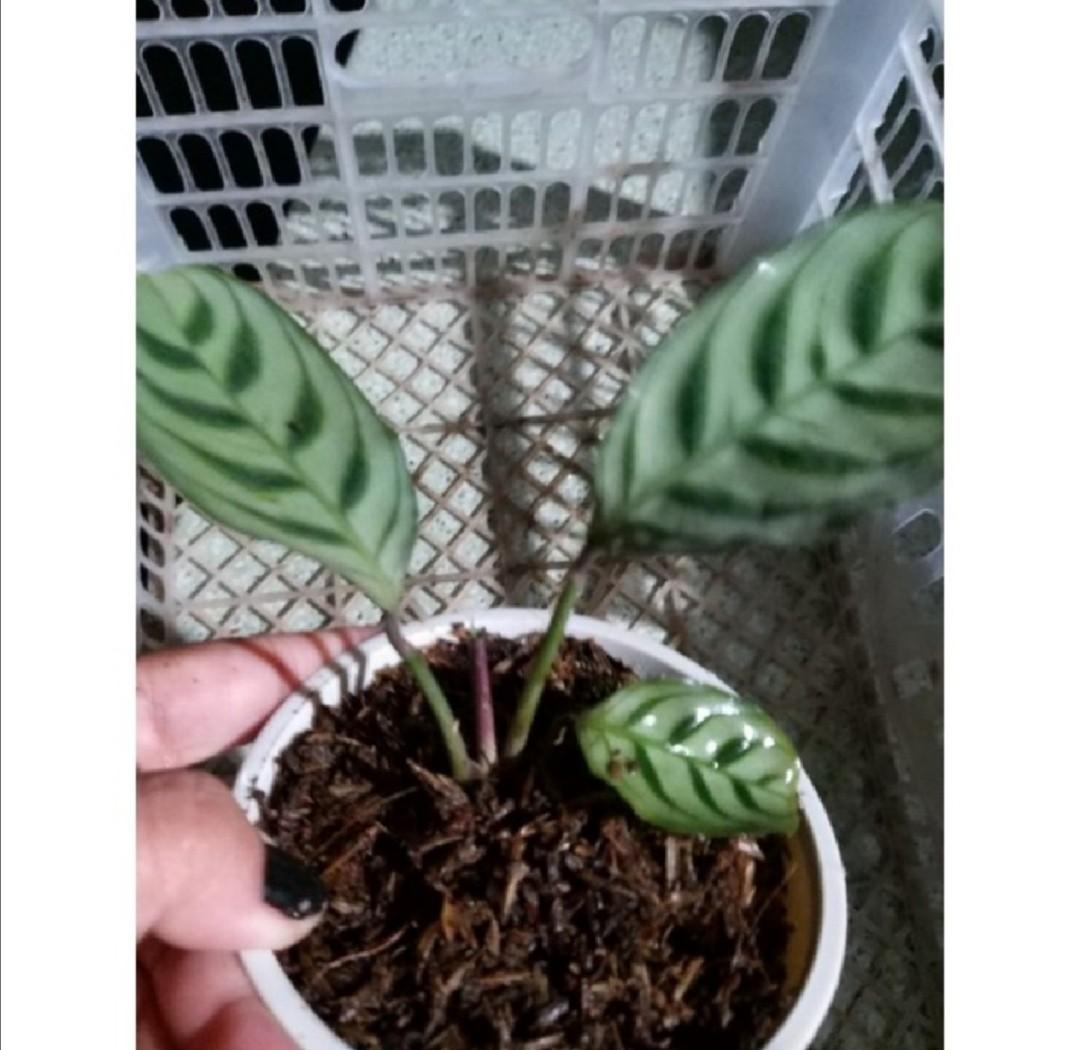 Calathea Fishbone Prayer Plant, Furniture & Home Living, Gardening ...