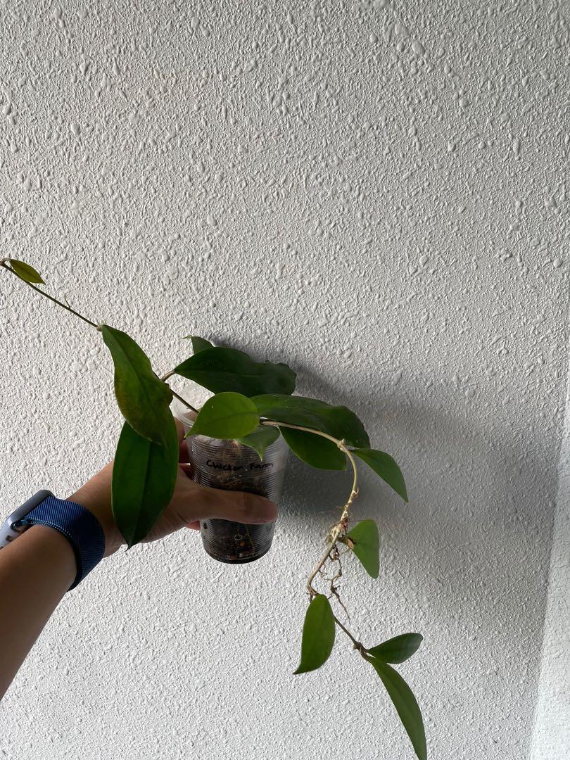 Hoya chicken farm, Furniture & Home Living, Gardening, Plants & Seeds ...