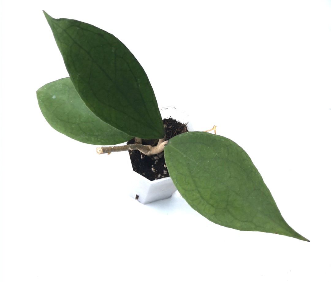 Hoya jennifer, Furniture & Home Living, Gardening, Plants & Seeds on ...