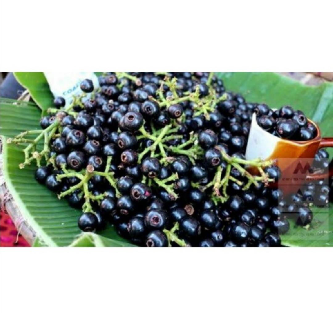Lipote Tree Seedlings/Brazilian Grape Fruit Seedlings, Furniture & Home ...