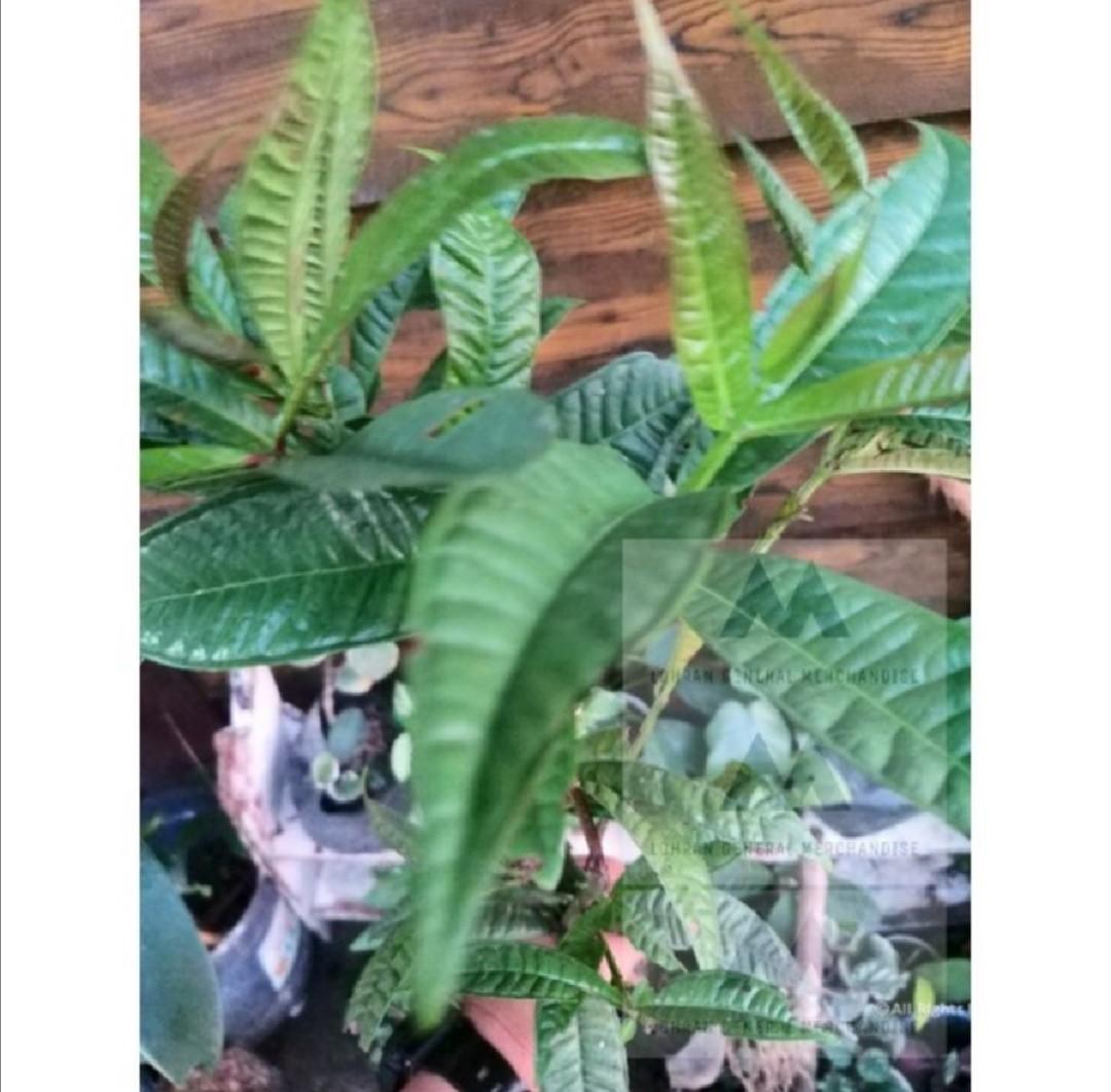 Lipote Tree Seedlings/Brazilian Grape Fruit Seedlings, Furniture & Home ...