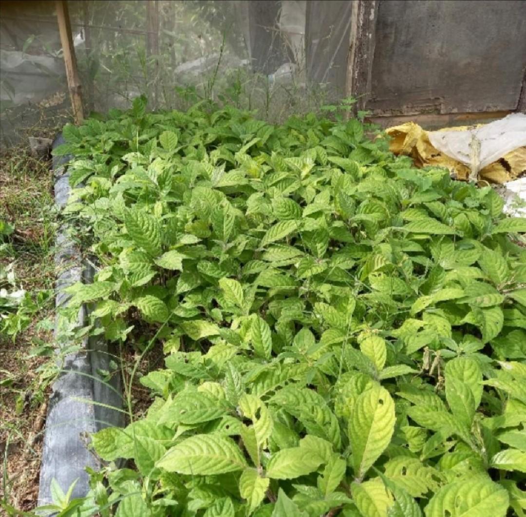Madre de Agua (Trichantera Gigantea) Seedlings Live Plant, Furniture ...