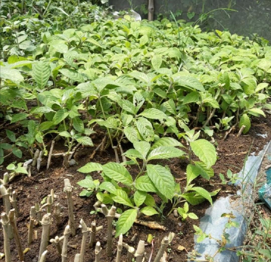 Madre de Agua (Trichantera Gigantea) Seedlings Live Plant, Furniture ...