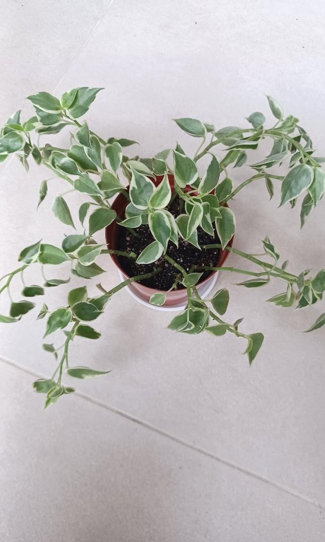 Peperomia Nitida Variegated, Furniture & Home Living, Gardening, Plants ...