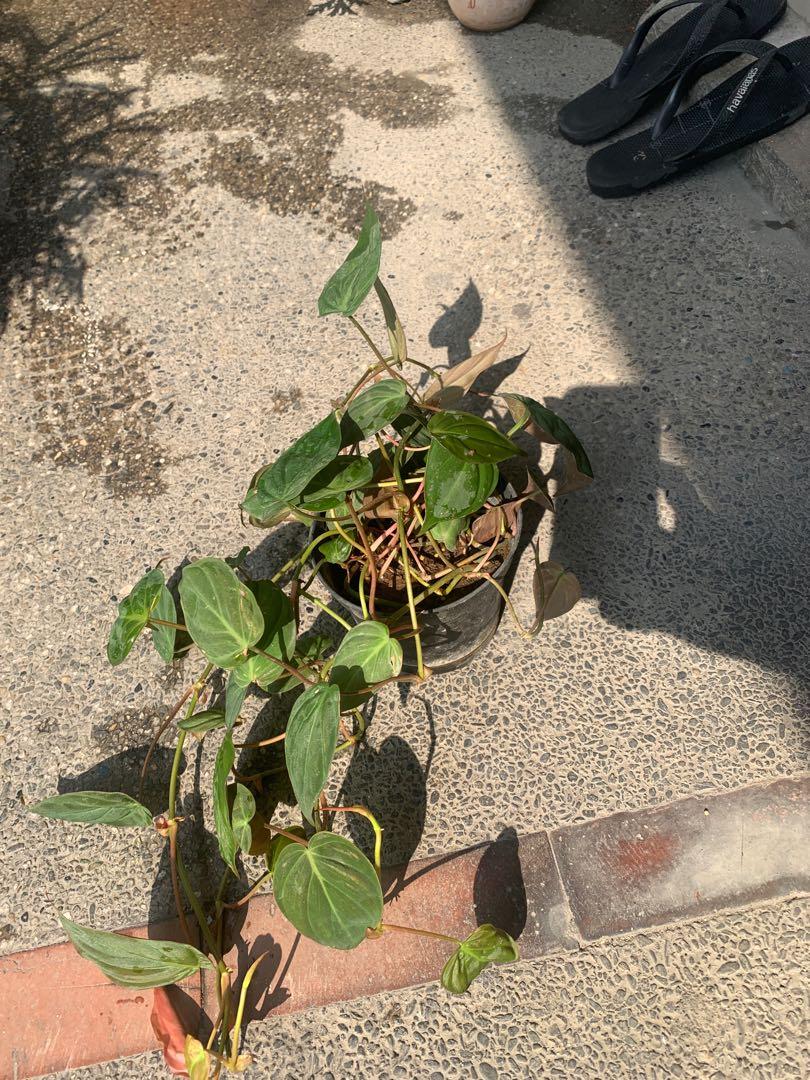 Philo micans, Furniture & Home Living, Gardening, Plants & Seeds on ...