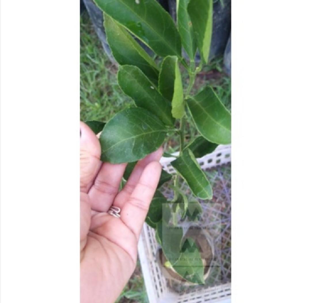 Satsuma Tangerines Seedlings Live Plant, Furniture & Home Living ...