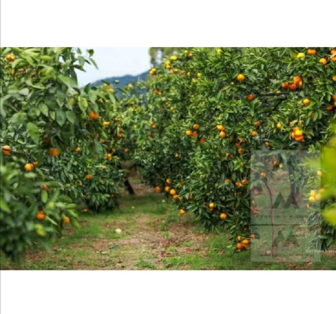 Satsuma Tangerines Seedlings Live Plant, Furniture & Home Living ...