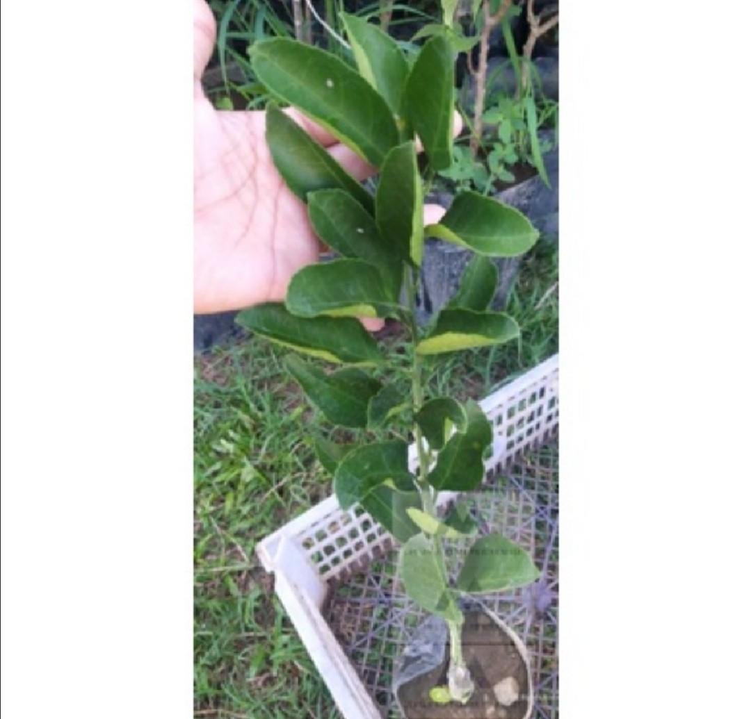 Satsuma Tangerines Seedlings Live Plant, Furniture & Home Living ...