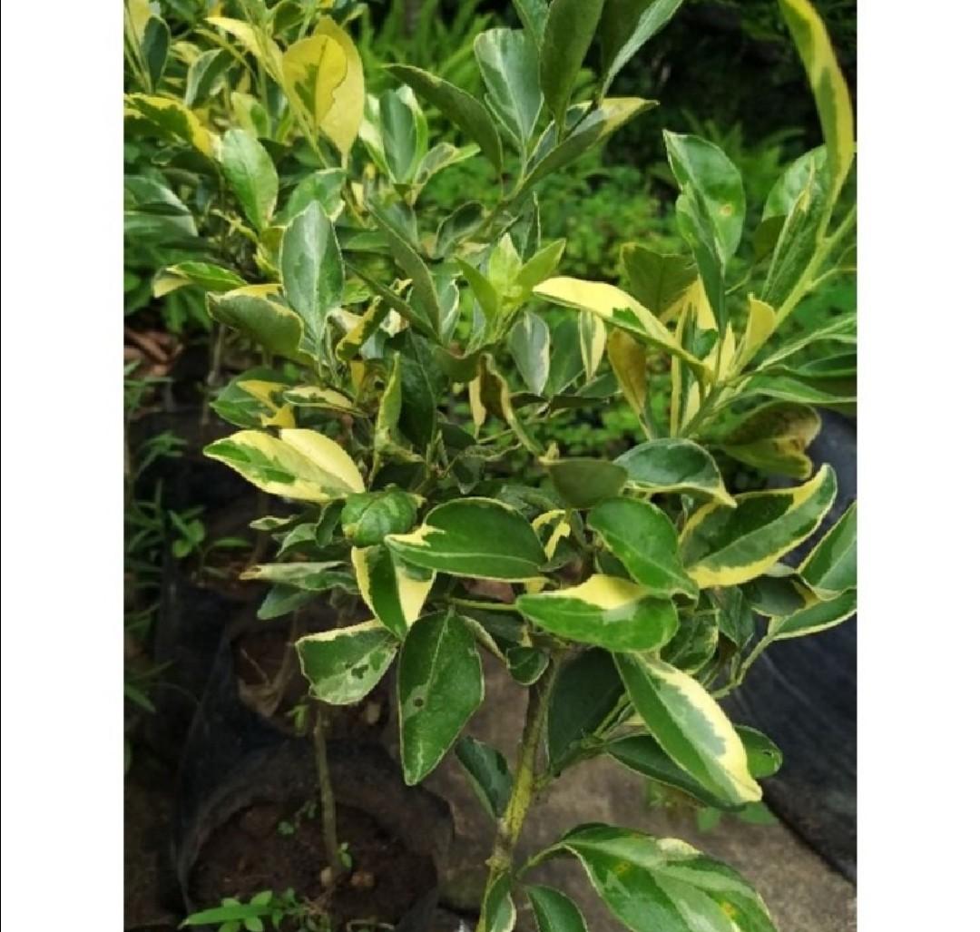Variegated Calamansi seedlings live plant, Furniture & Home Living ...