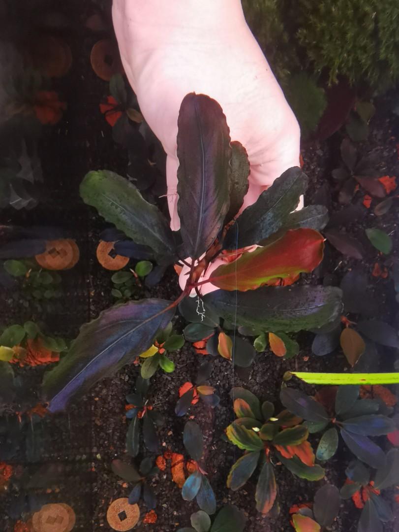 Bucep Bucephalandra Hellfire, Furniture & Home Living, Gardening ...