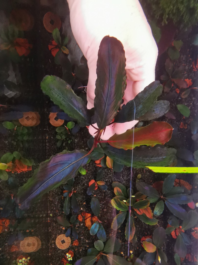 Bucep Bucephalandra Hellfire, Furniture & Home Living, Gardening ...