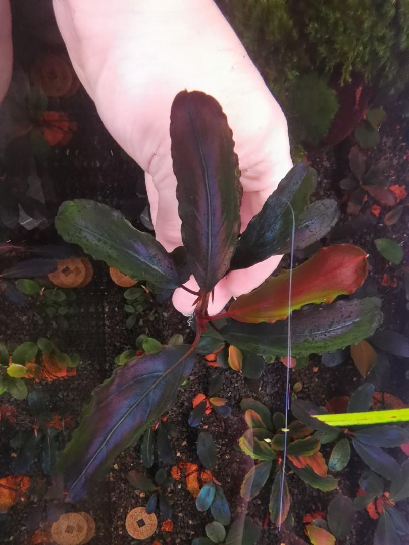 Bucep Bucephalandra Hellfire, Furniture & Home Living, Gardening, Plants & Seeds on Carousell