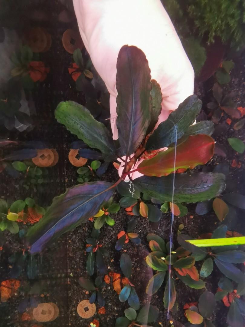 Bucep Bucephalandra Hellfire, Furniture & Home Living, Gardening ...