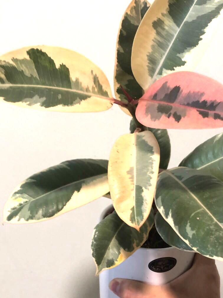 Ficus Elastica Red Ruby, Furniture & Home Living, Gardening, Plants ...