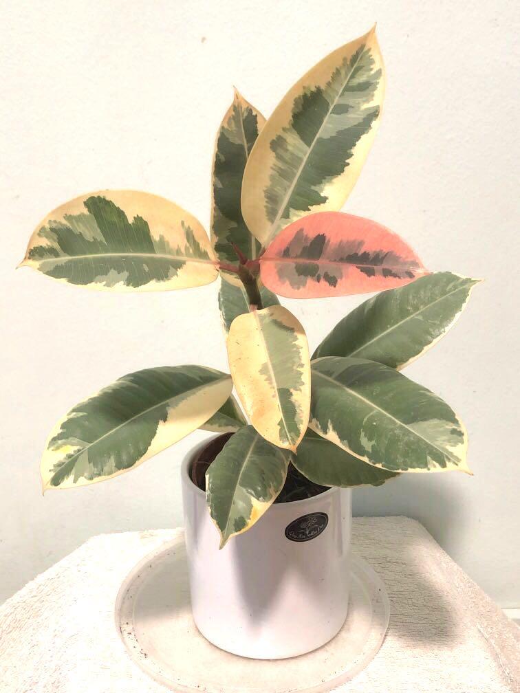 Ficus Elastica Red Ruby, Furniture & Home Living, Gardening, Plants ...