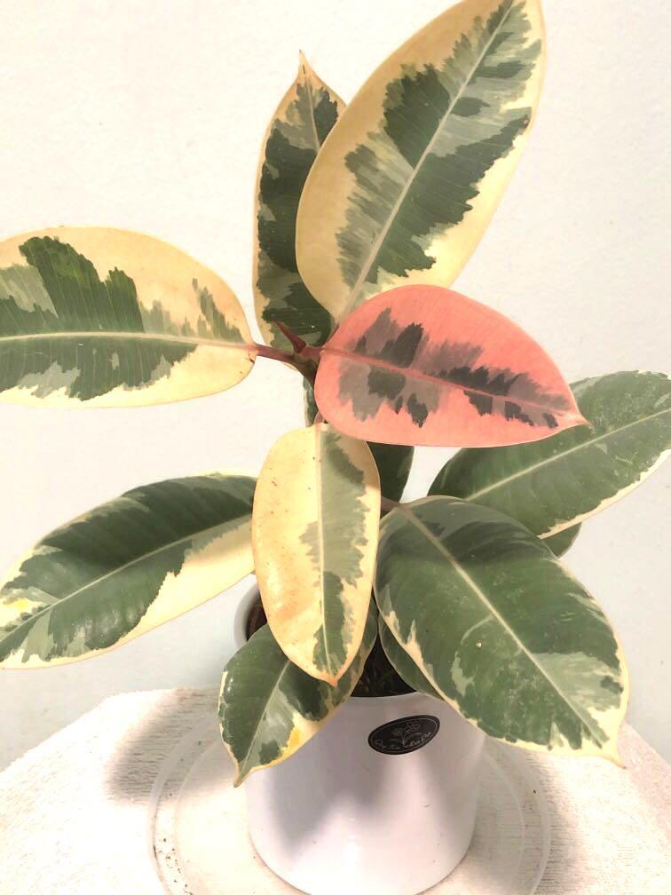 Ficus Elastica Red Ruby, Furniture & Home Living, Gardening, Plants ...