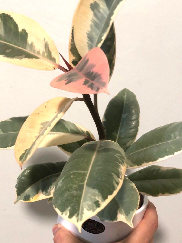Ficus Elastica Red Ruby, Furniture & Home Living, Gardening, Plants ...