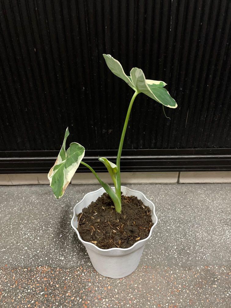 Mickey Mouse Plant, Furniture & Home Living, Gardening, Plants & Seeds ...