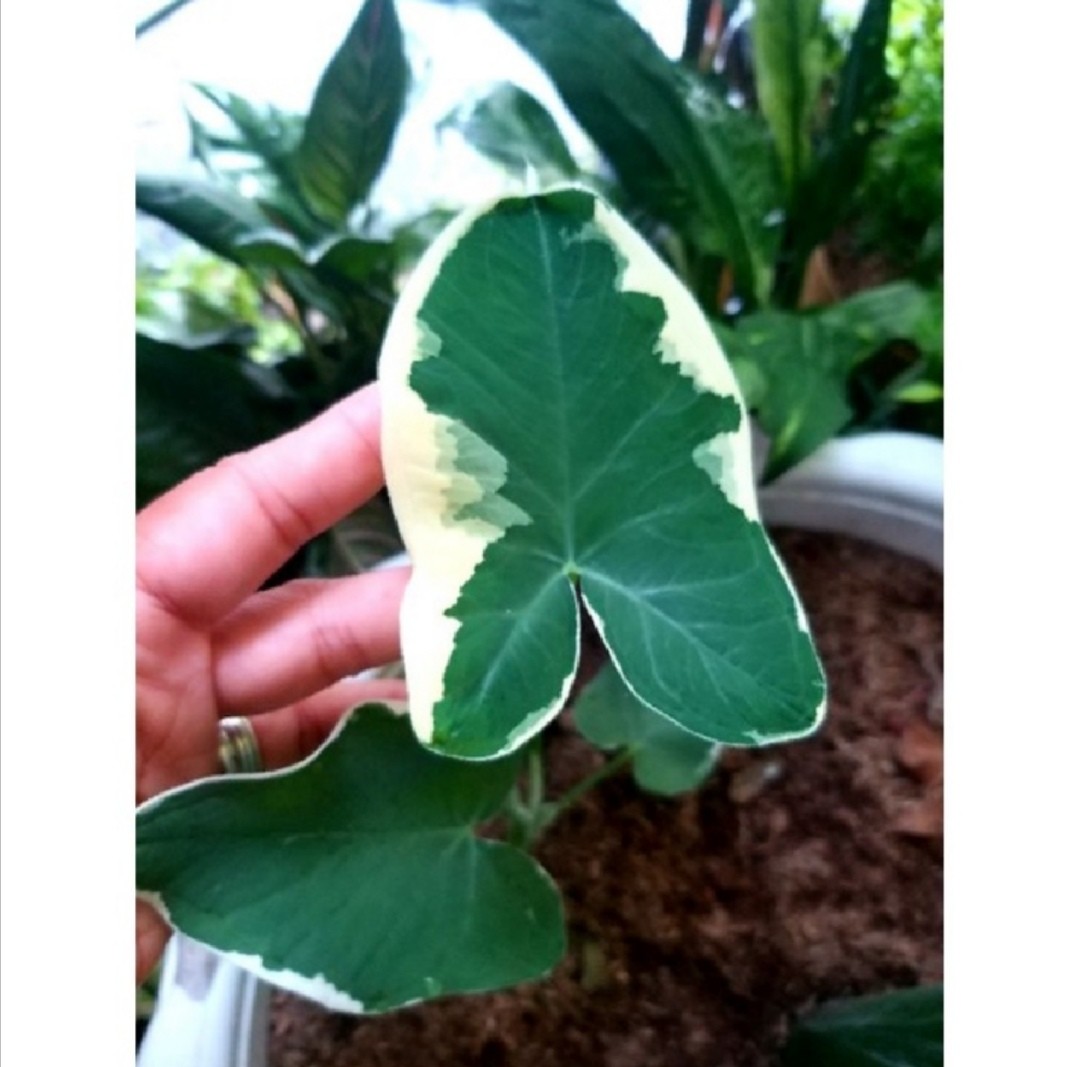 Mickey Mouse Variegated Live Plant/ Pocket plant, Furniture & Home ...