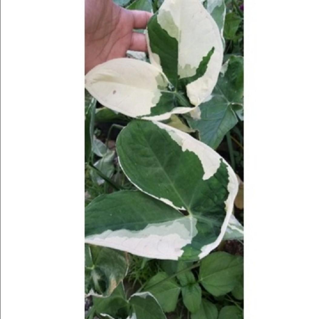 Mickey Mouse Variegated Live Plant/ Pocket plant, Furniture & Home ...