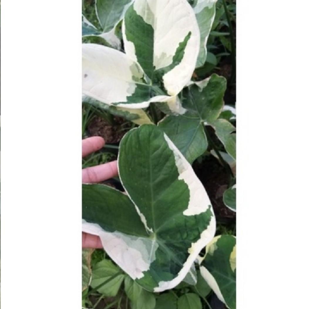 Mickey Mouse Variegated Live Plant/ Pocket plant, Furniture & Home ...