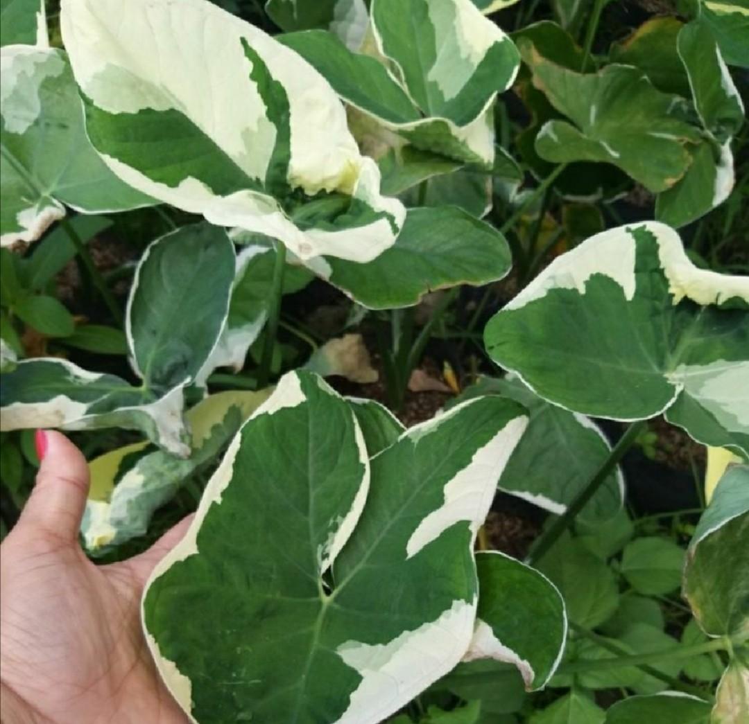 Mickey Mouse Variegated Live Plant/ Pocket plant, Furniture & Home ...