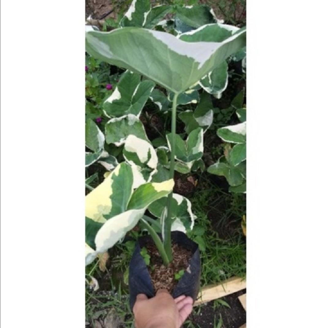 Mickey Mouse Variegated Live Plant/ Pocket plant, Furniture & Home ...