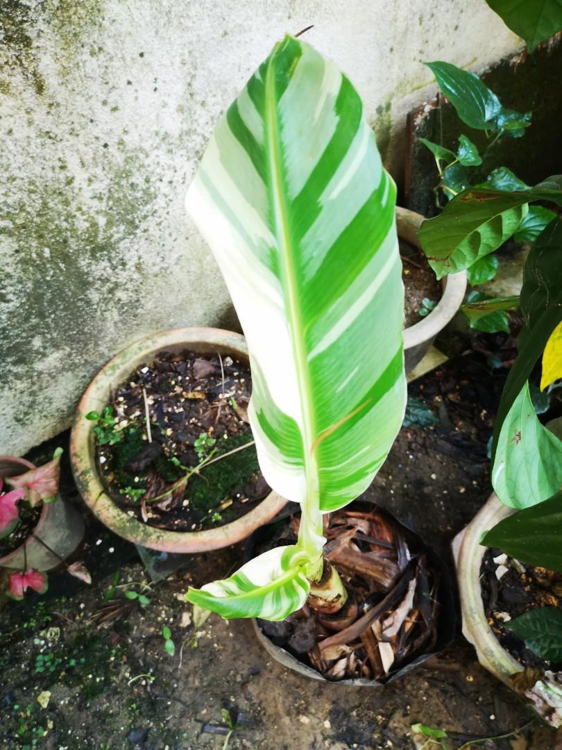 Musa Florida Variegated Banana plant, Furniture & Home Living ...