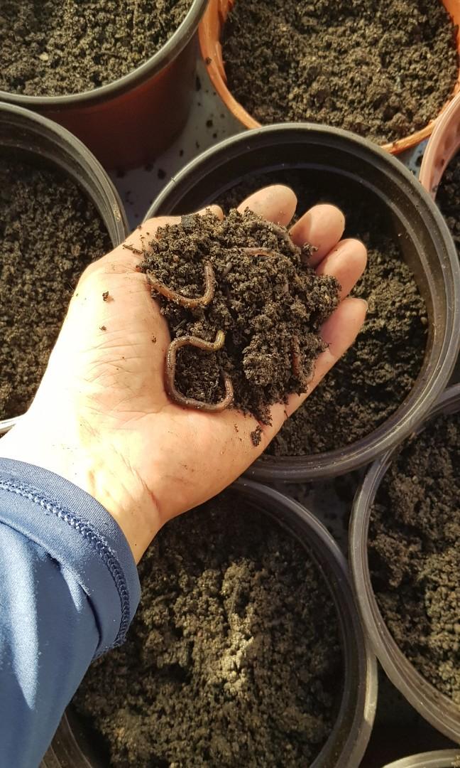 Organic Natural compost Black soil for gardening vegetables/fruits ...