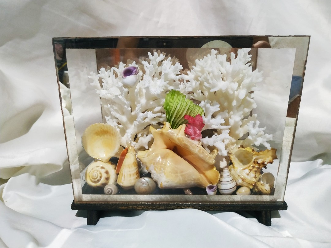 Shell display With glass box on Carousell