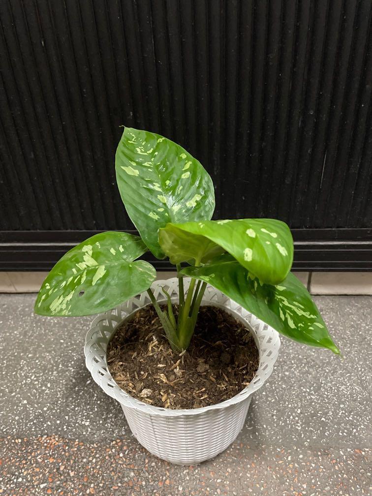 Wallichi, Furniture & Home Living, Gardening, Plants & Seeds on Carousell