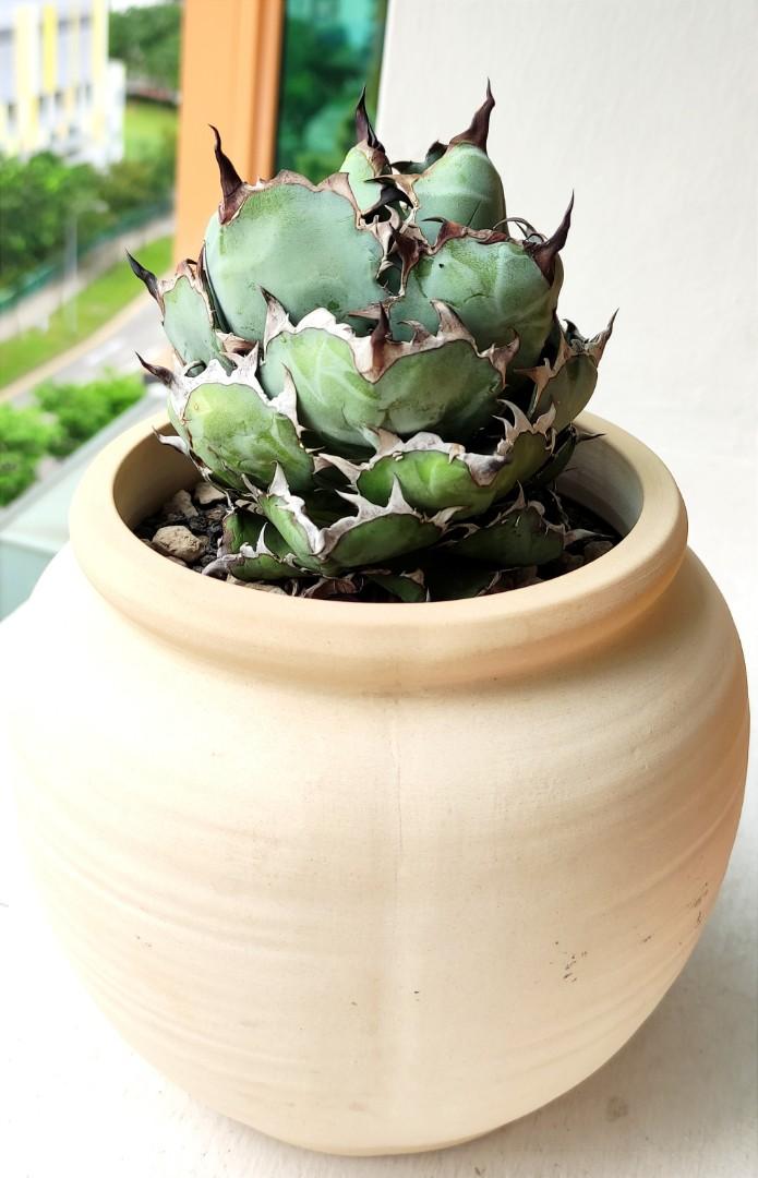 Agave Titanota Blue Ball, Furniture & Home Living, Gardening, Plants ...