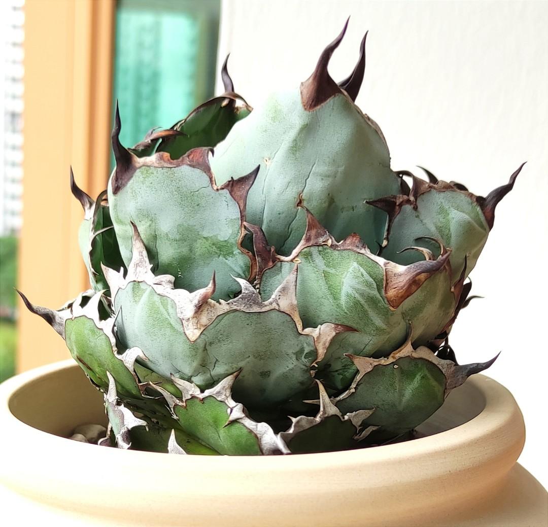 Agave Titanota Blue Ball, Furniture & Home Living, Gardening, Plants ...