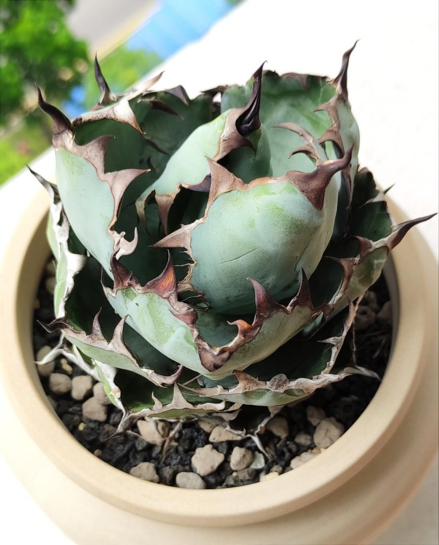Agave Titanota Blue Ball, Furniture & Home Living, Gardening, Plants ...