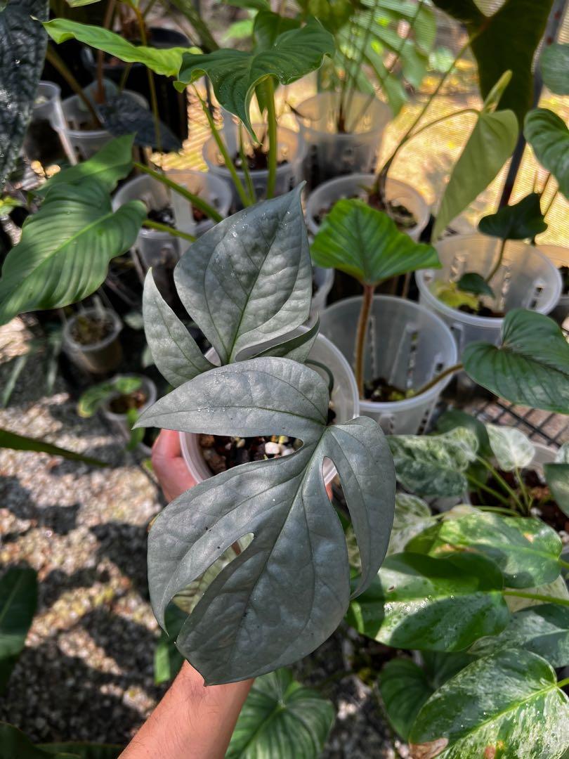 Amydrium Medium Silver, Furniture & Home Living, Gardening, Plants ...