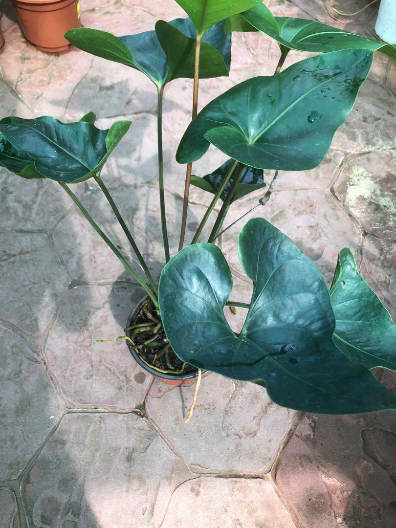 Anthurium Arrow, Furniture & Home Living, Gardening, Plants & Seeds on ...