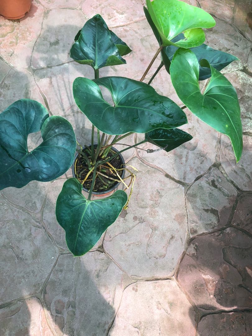 Anthurium Arrow, Furniture & Home Living, Gardening, Plants & Seeds on ...