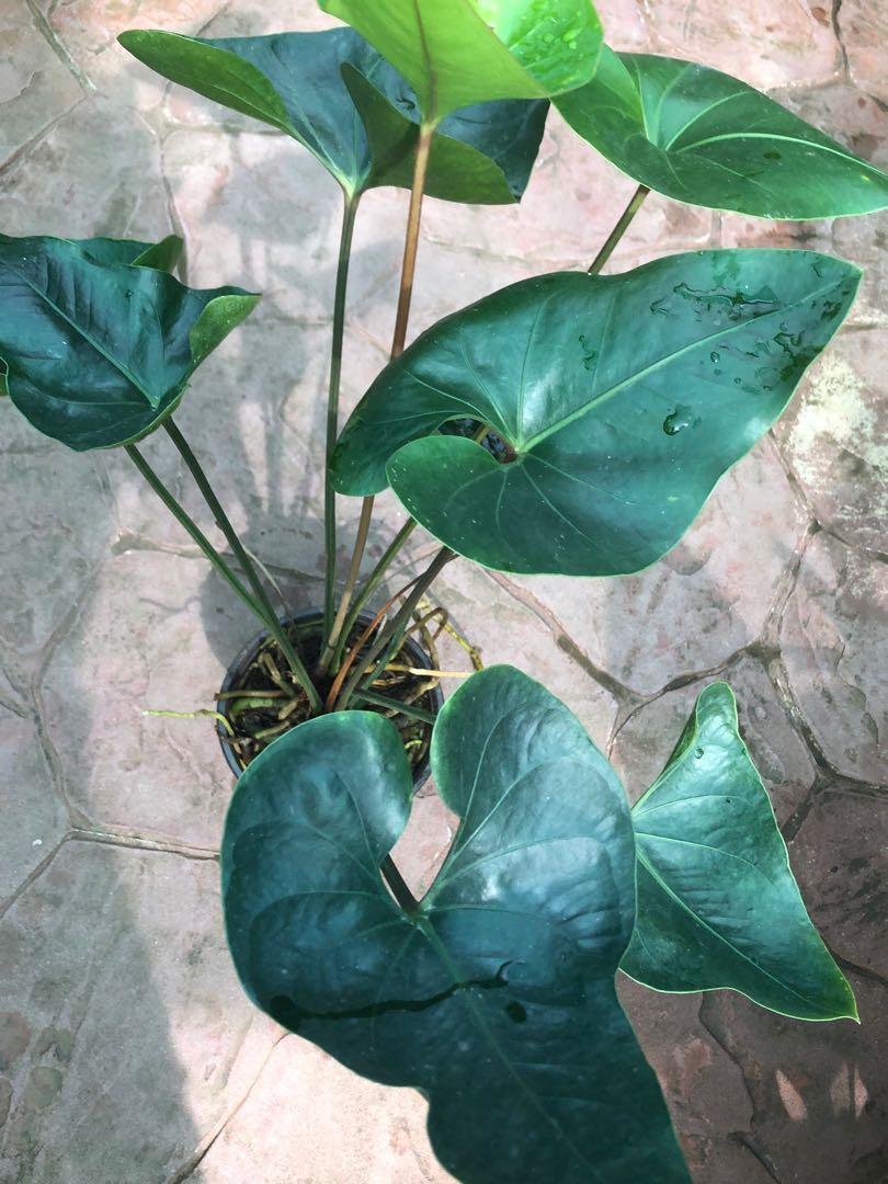 Anthurium Arrow, Furniture & Home Living, Gardening, Plants & Seeds on ...