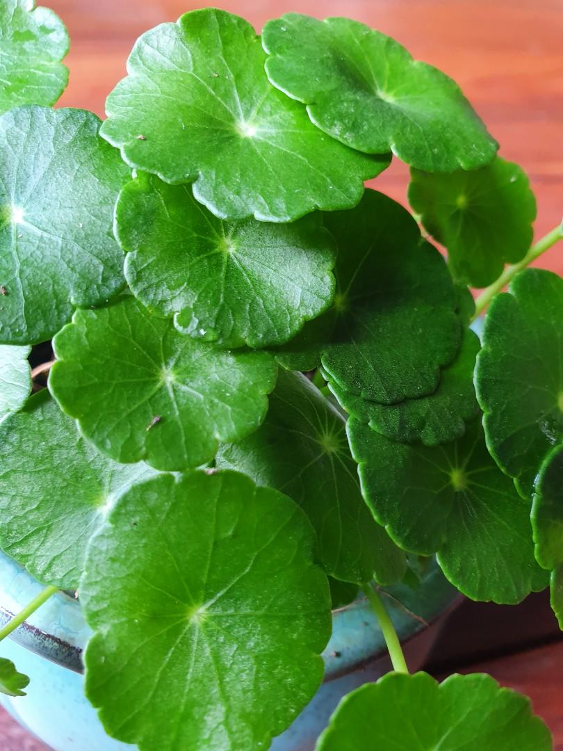 Copper Coin Plant indoor/outdoor plant, Furniture & Home Living ...